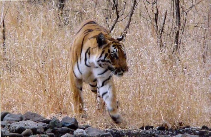 12 Breathtaking Wildlife Sanctuaries Around Mumbai - Treebo Blog