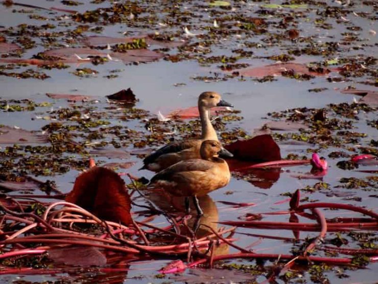 12 Serene Lakes in Goa to Make a Visit To - Treebo Blog