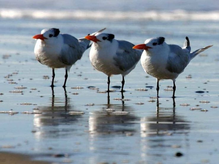 11 Lakes in Chennai that are a Boon to the Place - Treebo Blog