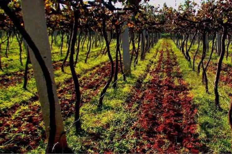 11 Short One-day Road Trips from Bangalore - Treebo Blog