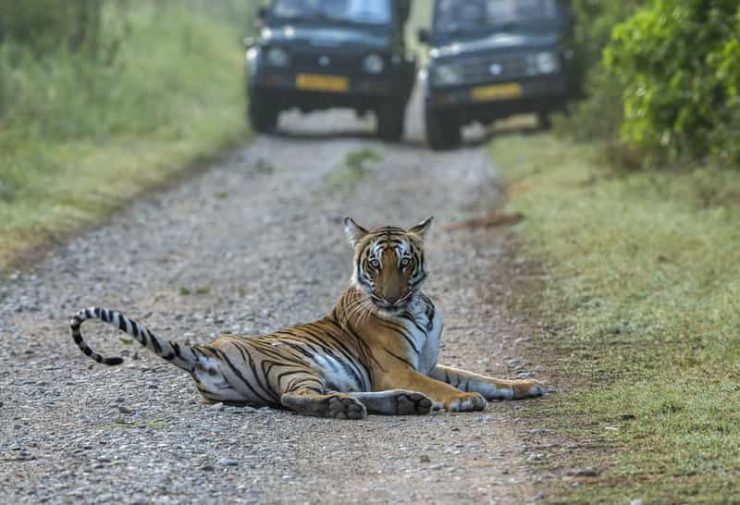 The 13 Best Jungle Safaris in India - Treebo Blog