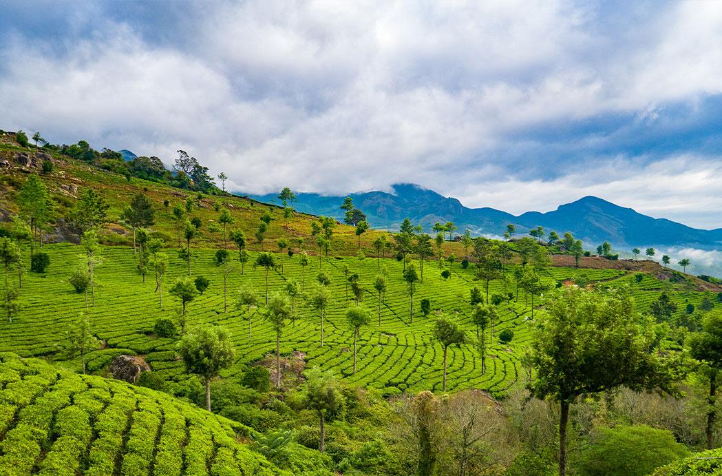 The Best Time To Visit Munnar- Winter, Summer Or Monsoon Season ...