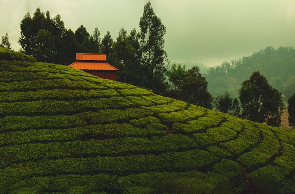 Explore The Best Time To Visit Ooty For An Unforgettable Experience - Treebo Blog