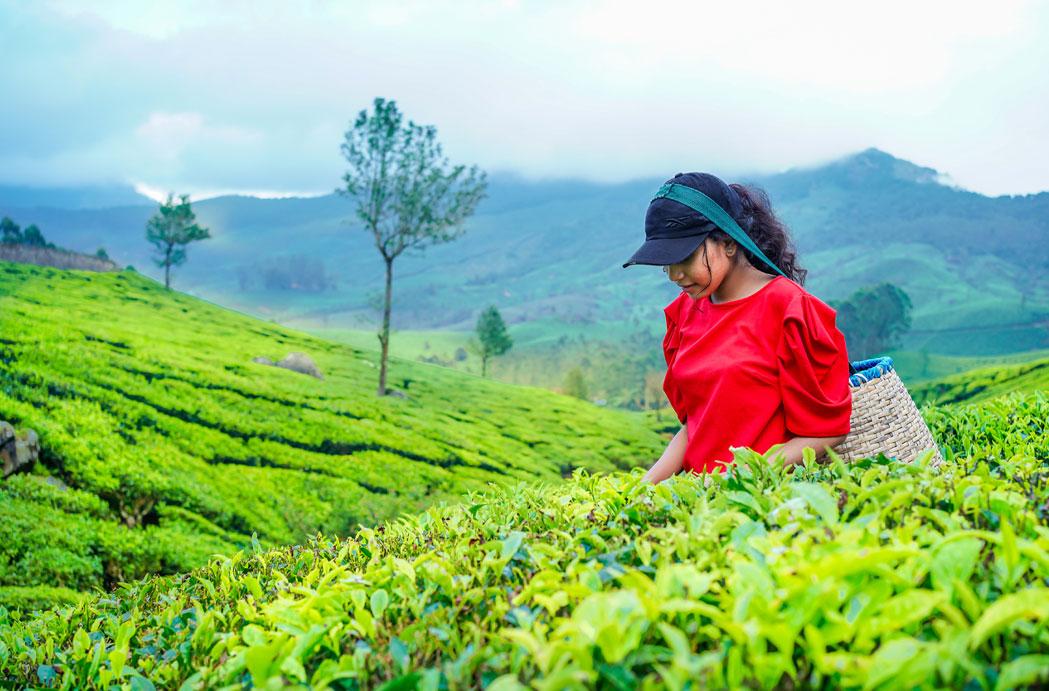 Explore The Best Time To Visit Ooty For An Unforgettable Experience - Treebo Blog