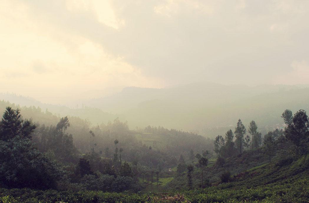 Explore The Best Time To Visit Ooty For An Unforgettable Experience - Treebo Blog