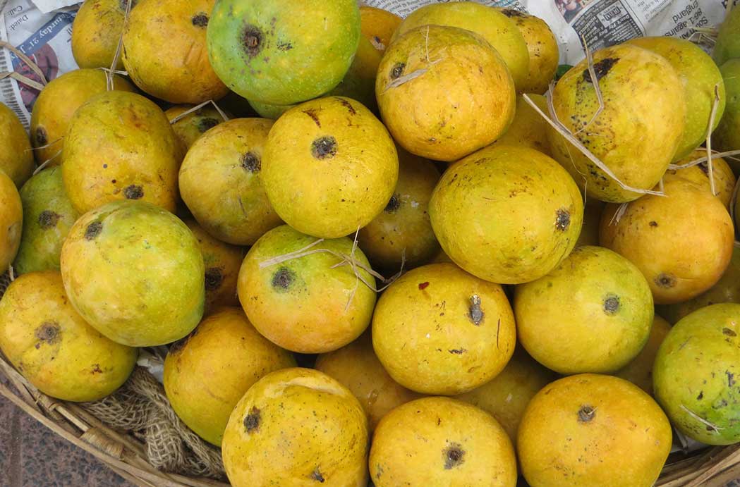 Embark On A Flavourful Journey To Taste The Mangoes Of India! - Treebo Blog