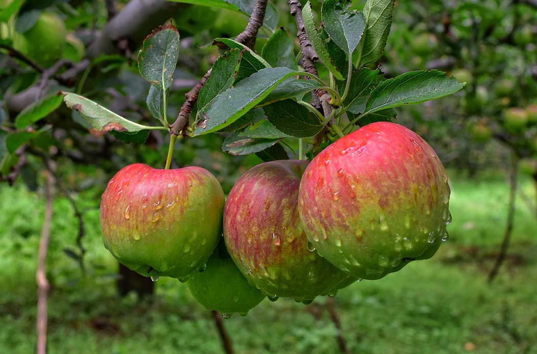 From Blossom to Harvest: The Story Of Apple Orchards In India - Treebo Blog