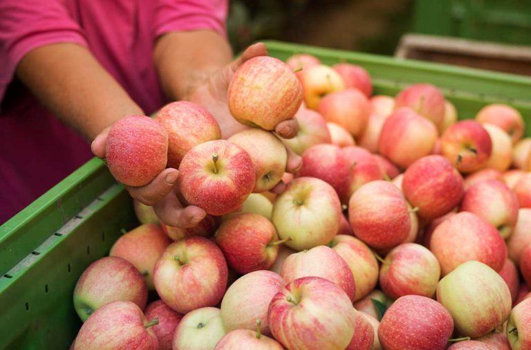 From Blossom to Harvest: The Story Of Apple Orchards In India - Treebo Blog