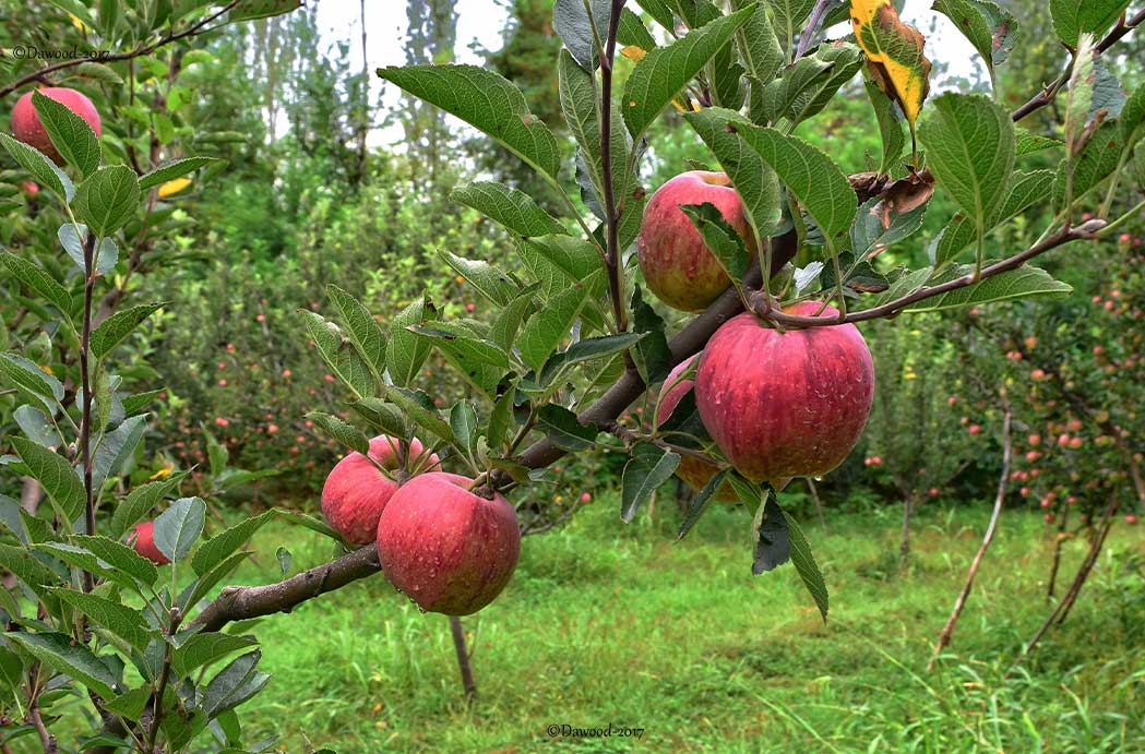 From Blossom to Harvest: The Story Of Apple Orchards In India - Treebo Blog