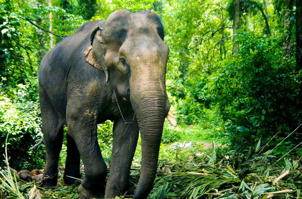 Best Time to Visit Wayanad - A Quick Guide For Travellers - Treebo Blog