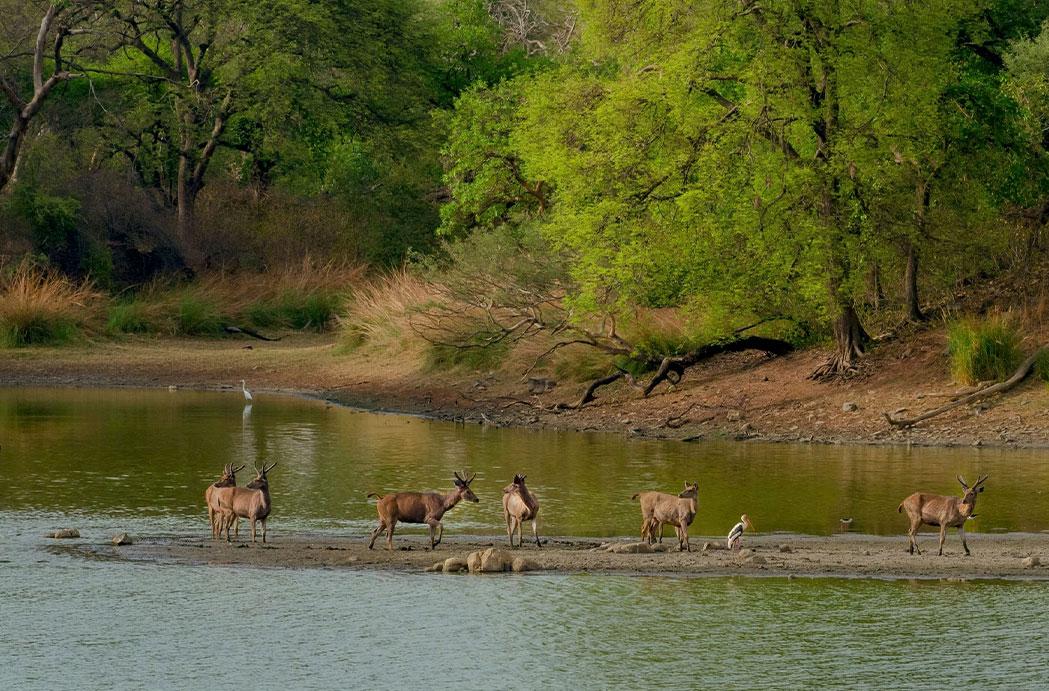 The Ultimate Guide: Choosing the Best Time to Visit Mysore - Treebo Blog