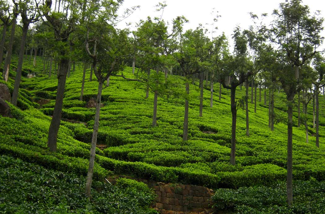 Beyond Tea Estates: 15 Best Places to Visit in Coonoor – Treebo Blog