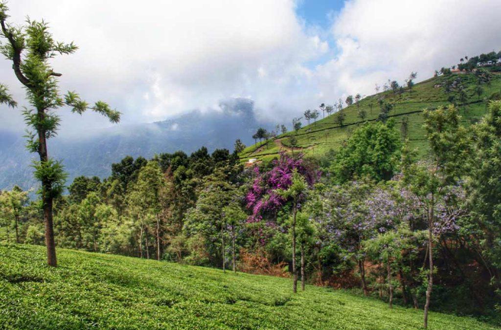 Beyond Tea Estates: 15 Best Places to Visit in Coonoor - Treebo Blog