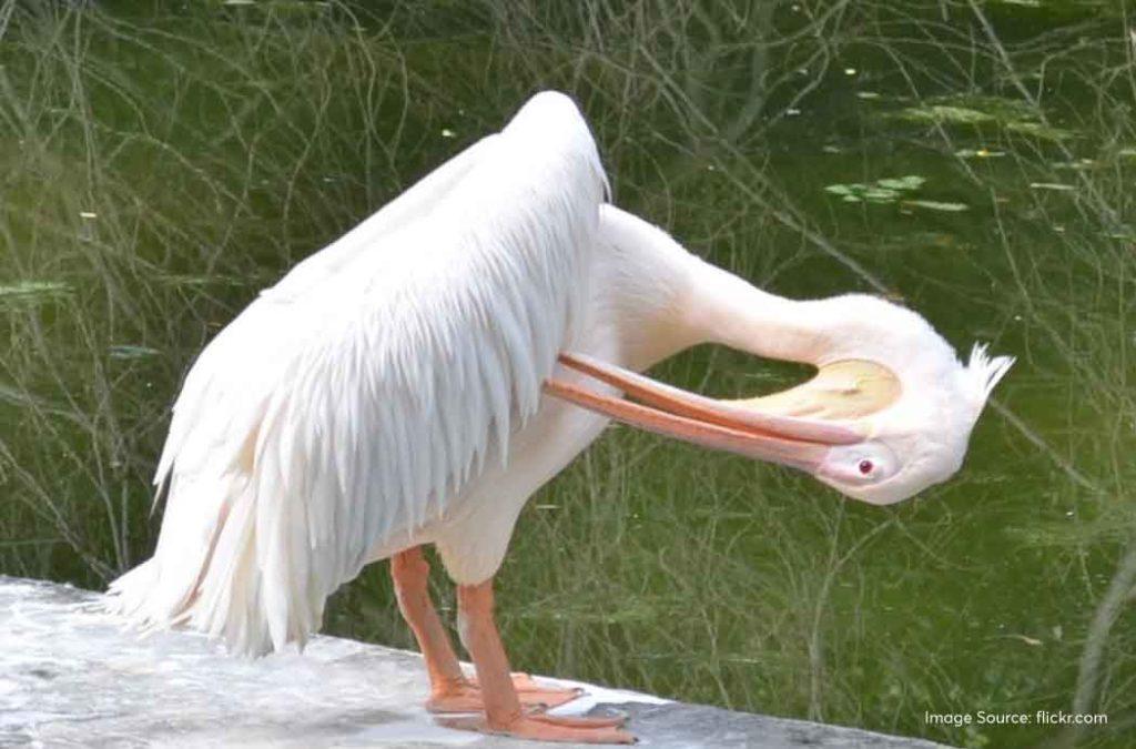 A Walk in the Wild: 15 Exotic Zoological Parks in India - Treebo Blog