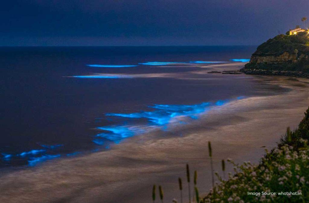 Bioluminescent Beaches: Have The Best Time On These 7 Sparkling Sea ...