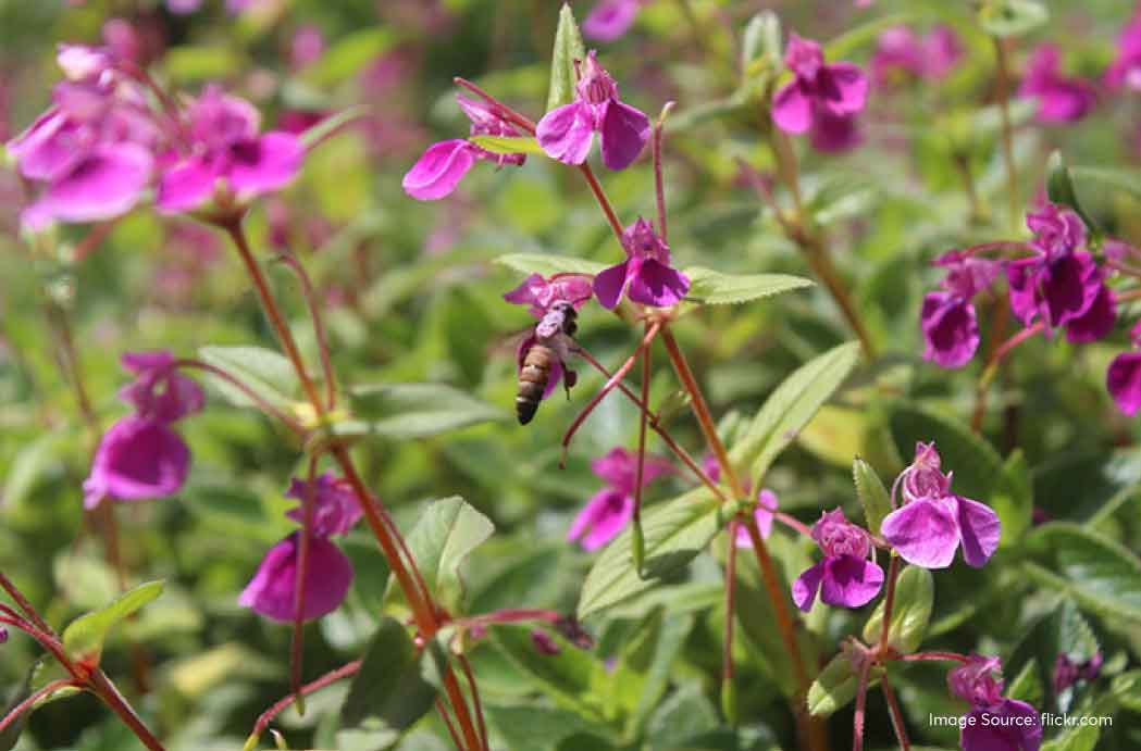 Kaas Pathar: Guide to Maharashtra’s Magical Valley of Flowers – Treebo Blog