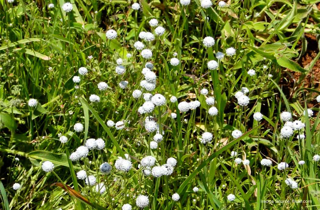 Kaas Pathar: Guide to Maharashtra’s Magical Valley of Flowers – Treebo Blog