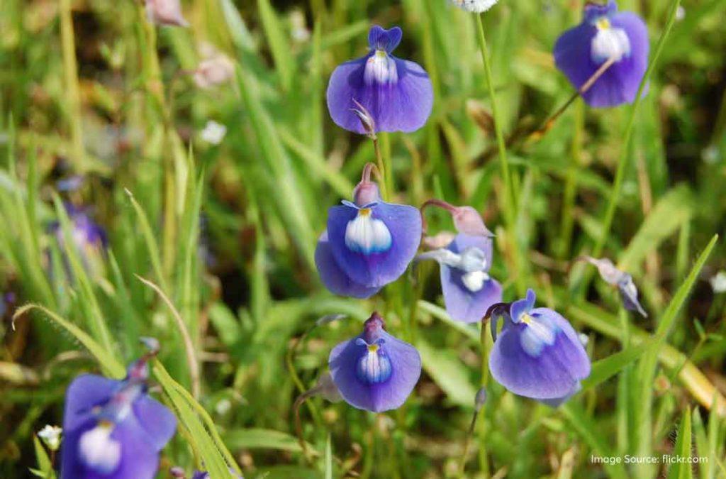 Kaas Pathar: Guide to Maharashtra's Magical Valley of Flowers - Treebo Blog