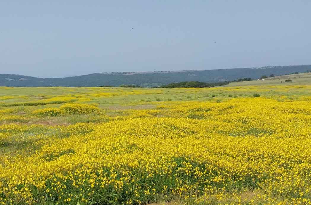 Kaas Pathar: Guide to Maharashtra’s Magical Valley of Flowers – Treebo Blog