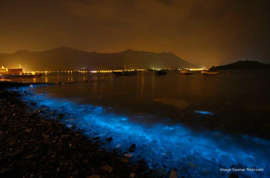 Bioluminescent Beaches: Have The Best Time On These 7 Sparkling Sea ...