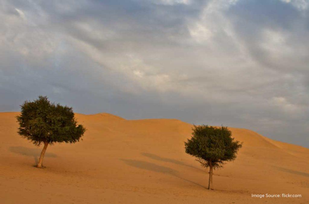 Khimsar Village Chronicles: Know Everything About The Rustic Village ...