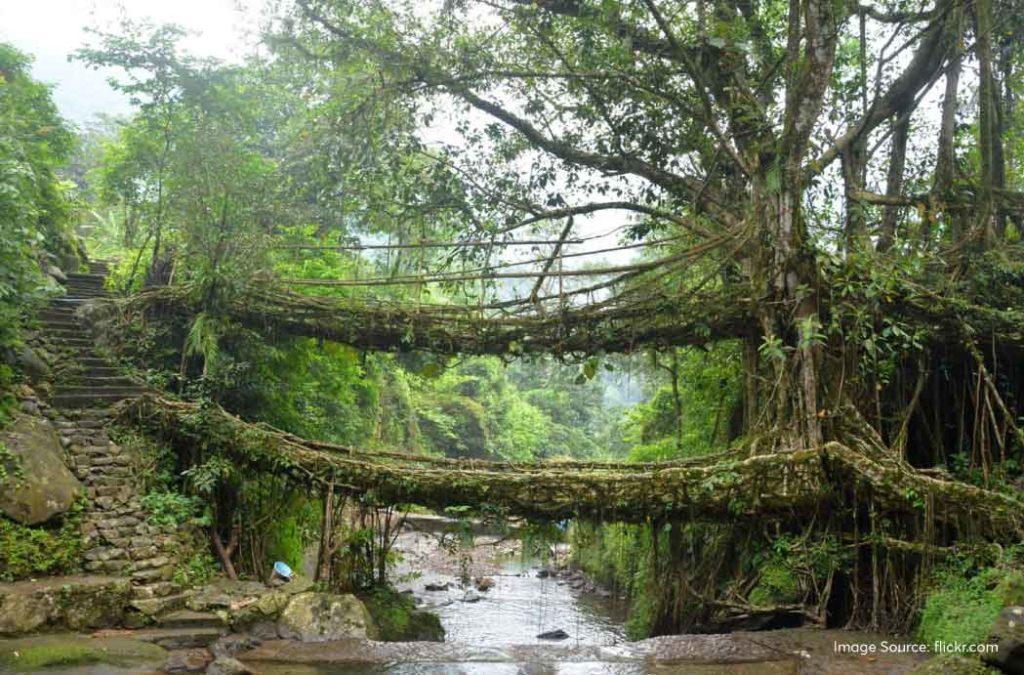 Living Root Bridges of Meghalaya: Discover the Resilient Products of ...