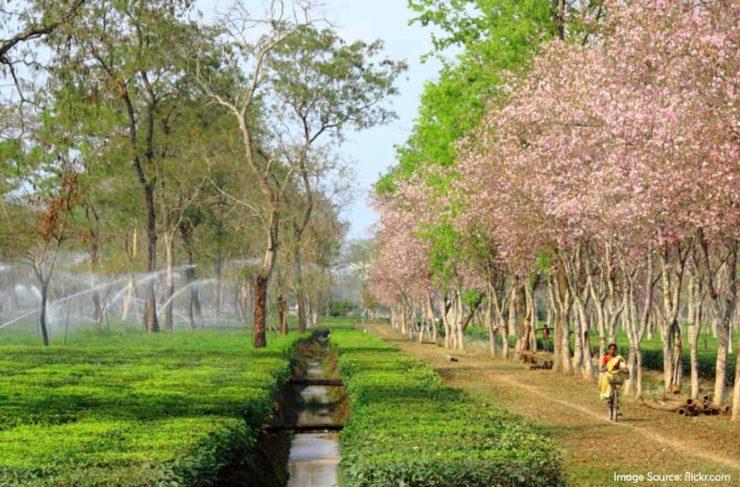 25+ Enchanting Tea Gardens in India for Blends and Brews - Treebo Blog