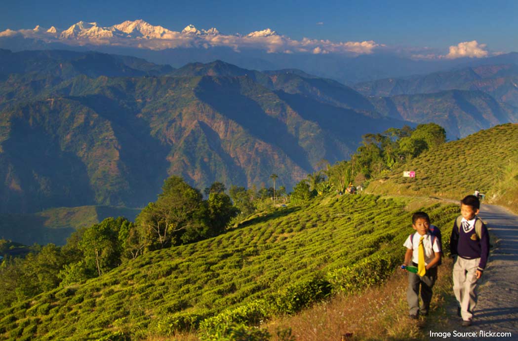 25+ Enchanting Tea Gardens in India for Blends and Brews - Treebo Blog