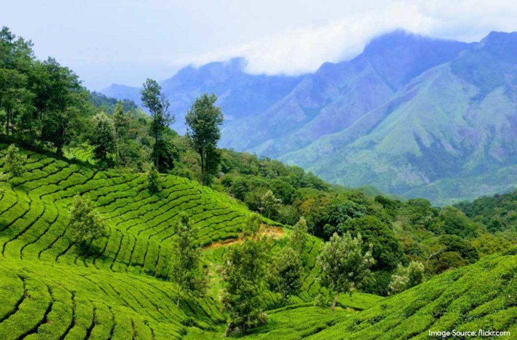 25+ Enchanting Tea Gardens in India for Blends and Brews - Treebo Blog
