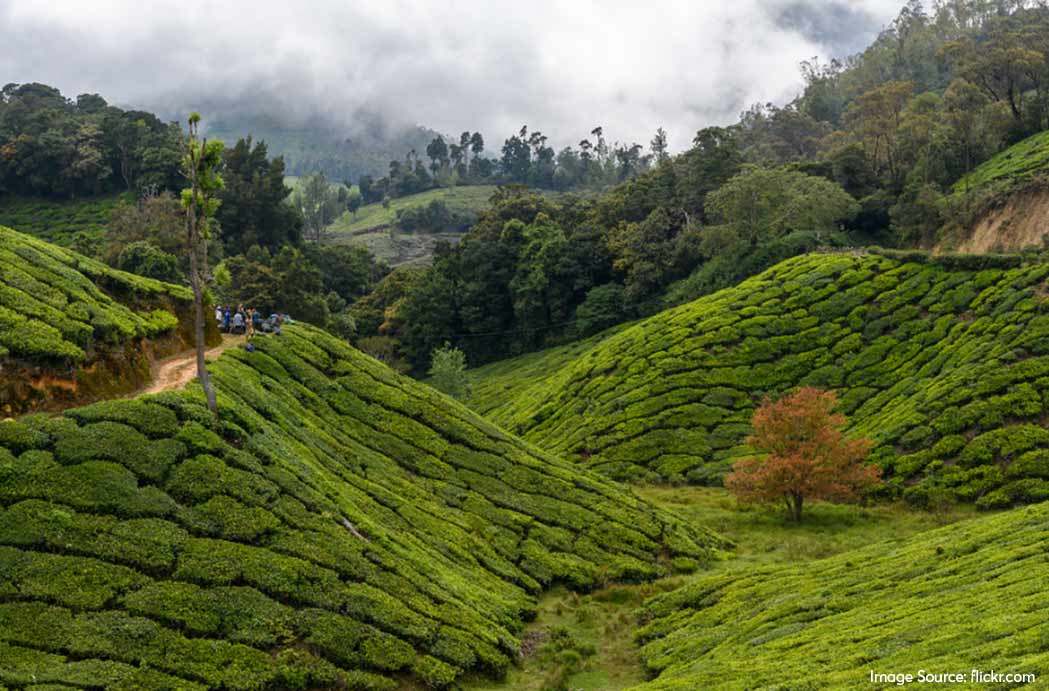 25+ Enchanting Tea Gardens in India for Blends and Brews – Treebo Blog