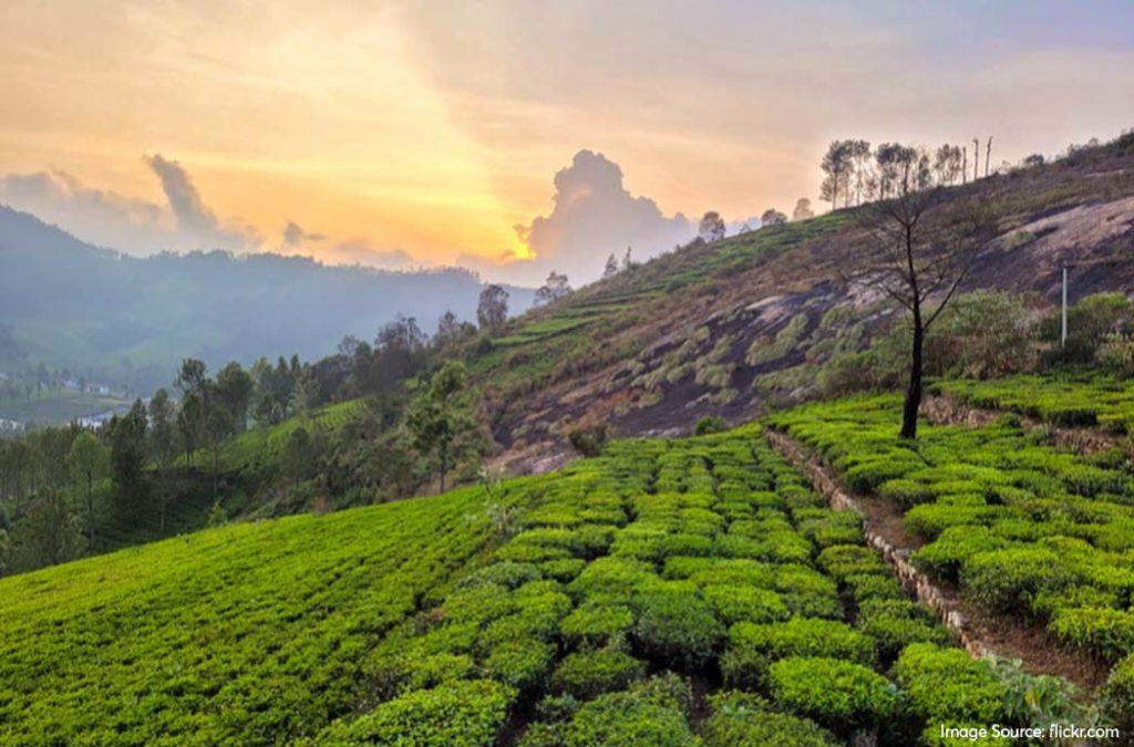 25+ Enchanting Tea Gardens in India for Blends and Brews - Treebo Blog