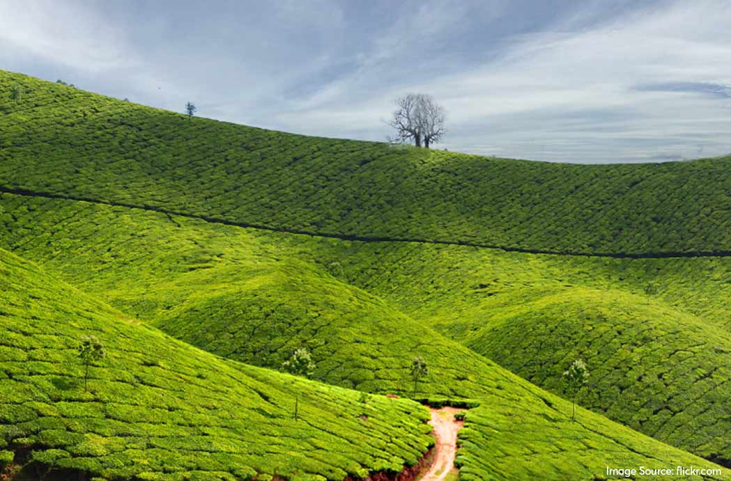 25+ Enchanting Tea Gardens in India for Blends and Brews – Treebo Blog