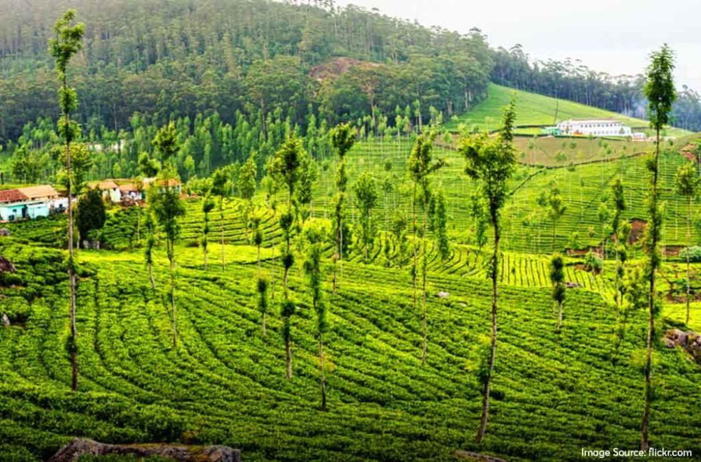 13 Places to Visit in Valparai to Immerse in the Land of Greens ...