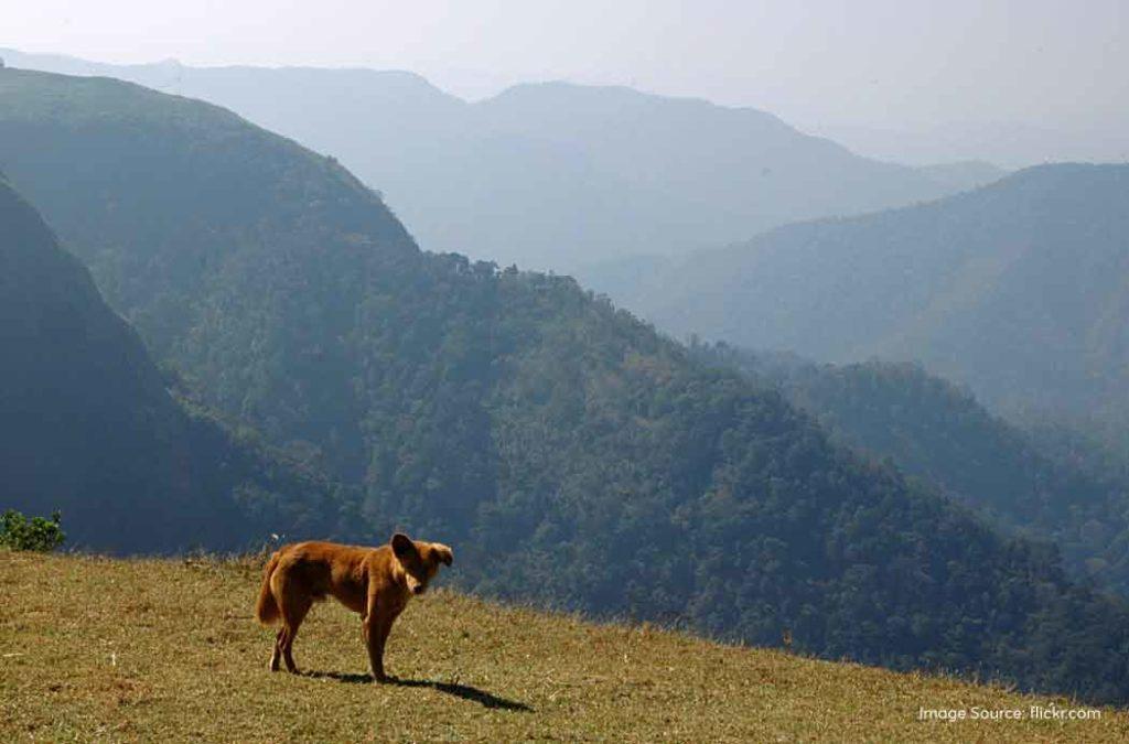 Unveiling 19 Attractions in Idukki: A Paradise in the Heart of Kerala ...