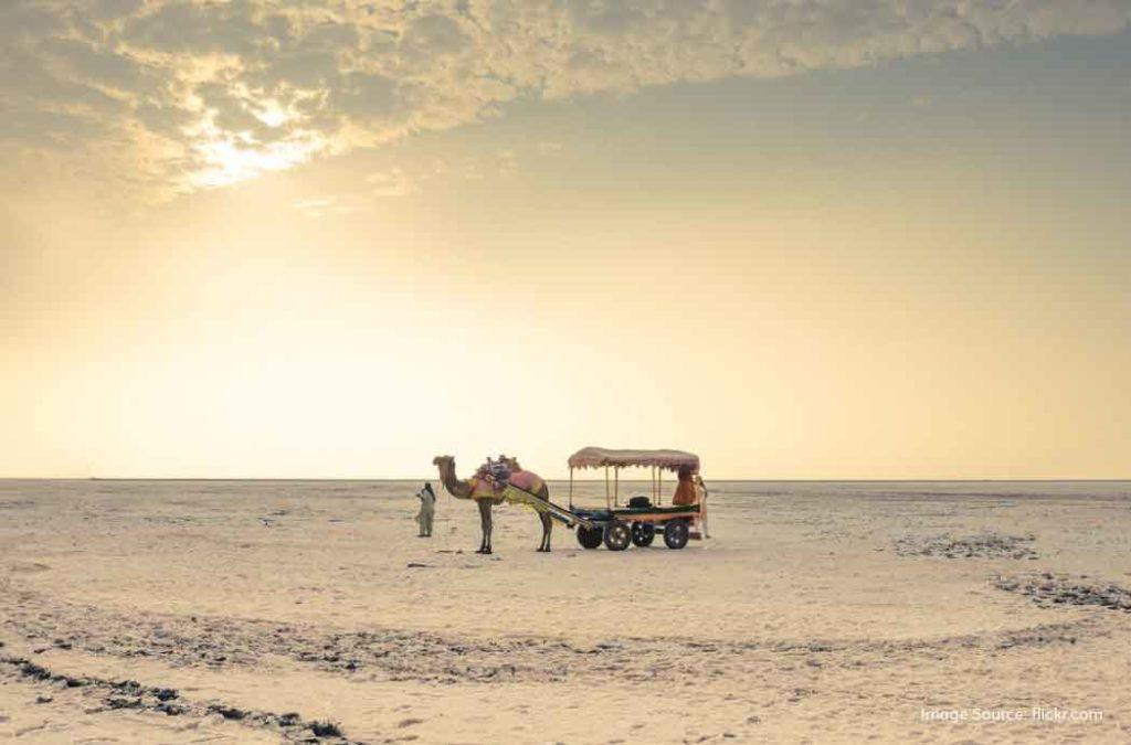 Desert Safari Destinations in India: Bactrian Camels, Yaks to Roaring ...