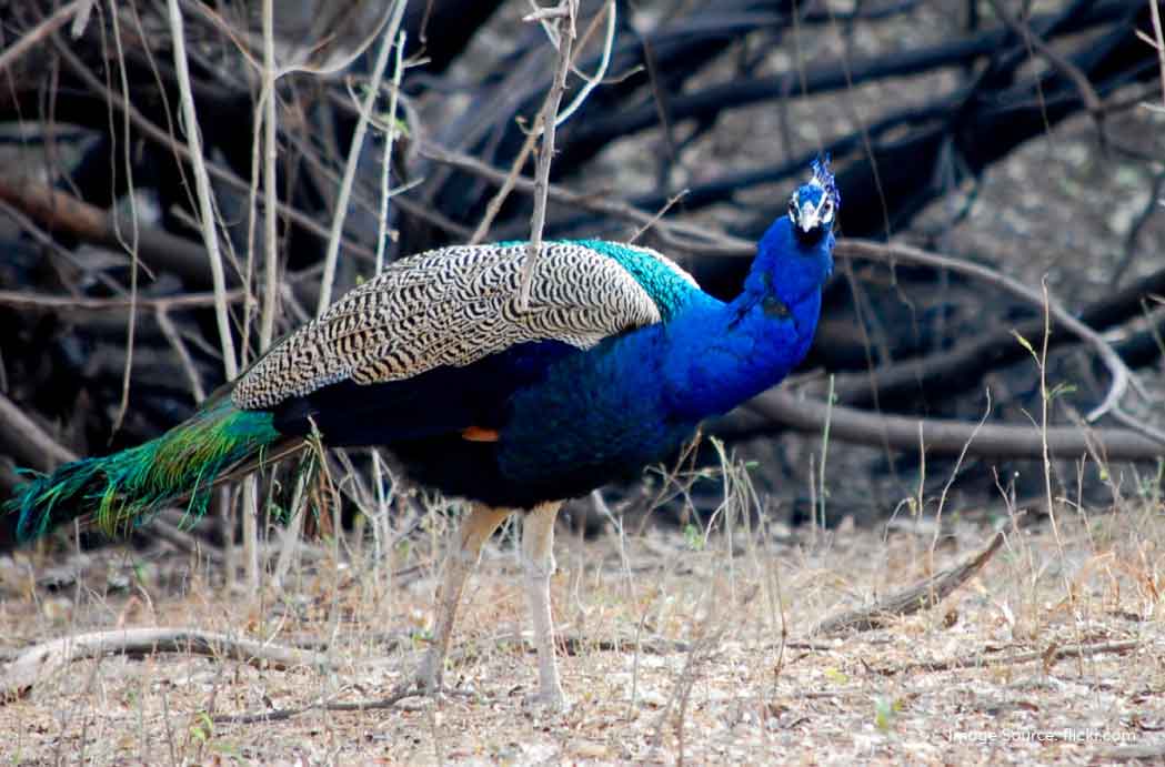 Places to Visit in Bhavnagar: Where Architecture, Flavours and Culture ...