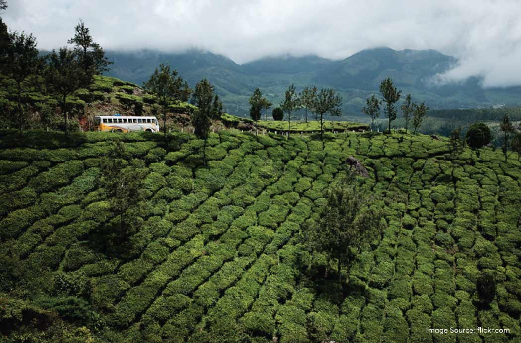 Munnar Tourist Places: Traverse Through the Emerald Trails and Unlock ...