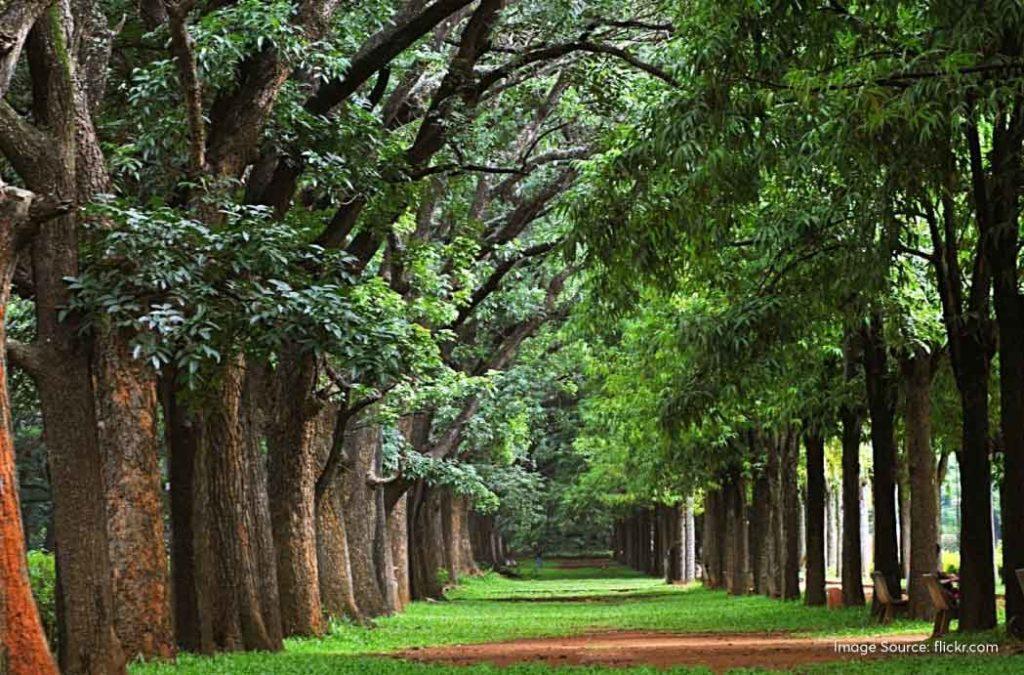 Cubbon Park 2024: History, Timings, Latest Updates and More – Treebo Blog