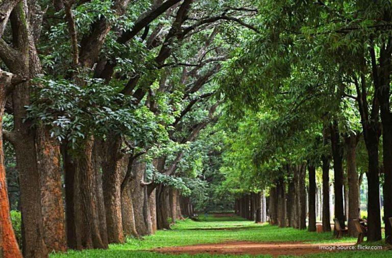 Cubbon Park 2024: History, Timings, Latest Updates and More - Treebo Blog