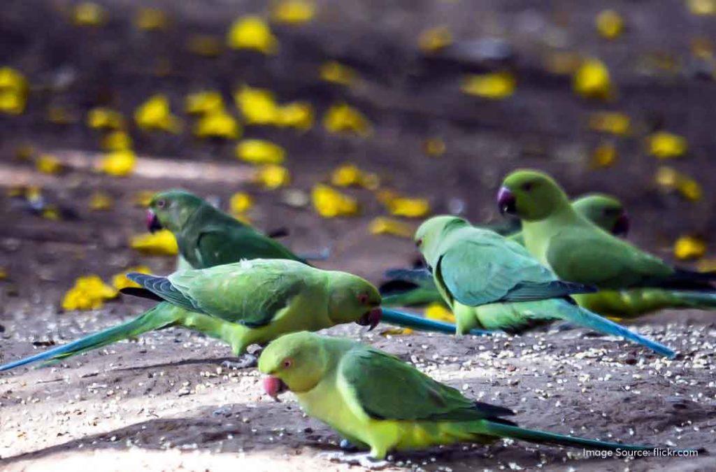 Cubbon Park 2024: History, Timings, Latest Updates and More - Treebo Blog