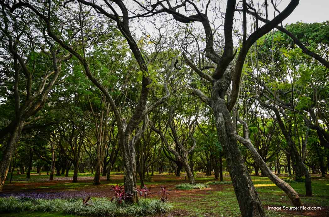 Cubbon Park 2024: History, Timings, Latest Updates and More – Treebo Blog