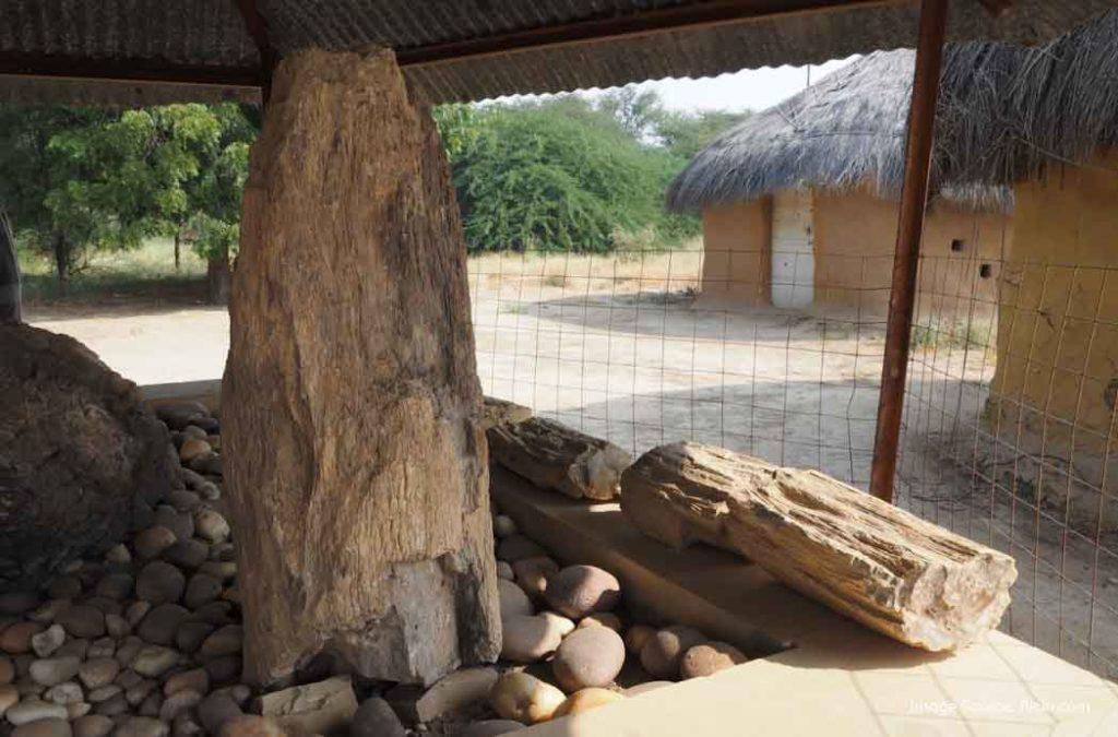 Fossil Parks in India: Majestic Dinosaurs, Mysterious Trees and More ...