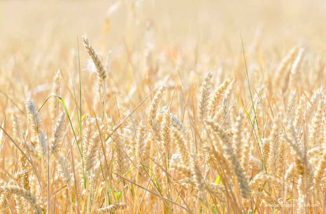 Shavuot: Know Everything About The Festive Meals And Dairy Delights ...