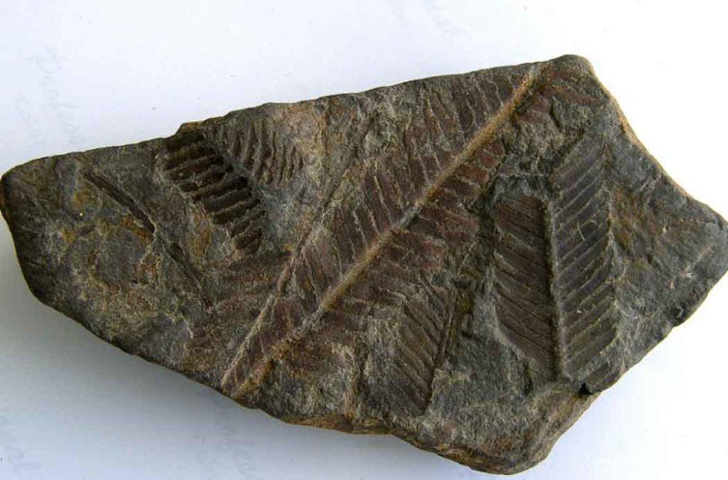 Fossil Parks in India: Majestic Dinosaurs, Mysterious Trees and More ...