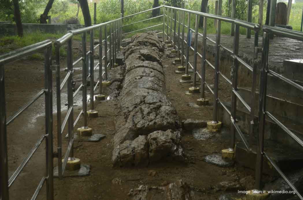 Fossil Parks in India: Majestic Dinosaurs, Mysterious Trees and More ...