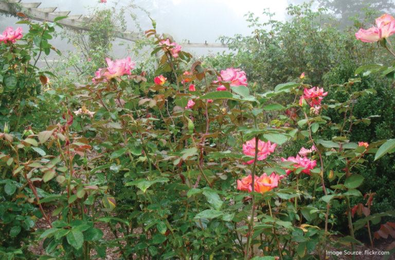 Places to Visit in Asansol: Historic Gems to Spiritual Lands - Treebo Blog