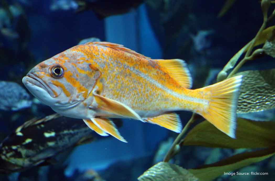Aquariums in India: A Dive into the World of Fins, Reefs and Marine ...