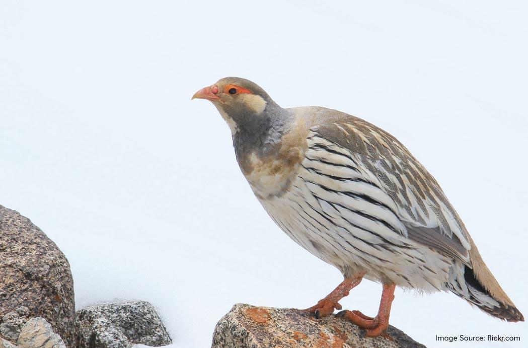 Hemis National Park: The Wonderland of Rare Wildlife and Rugged ...