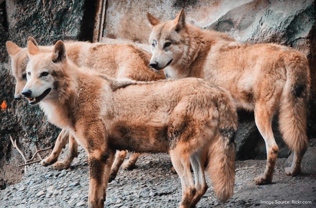 Hemis National Park: The Wonderland of Rare Wildlife and Rugged ...