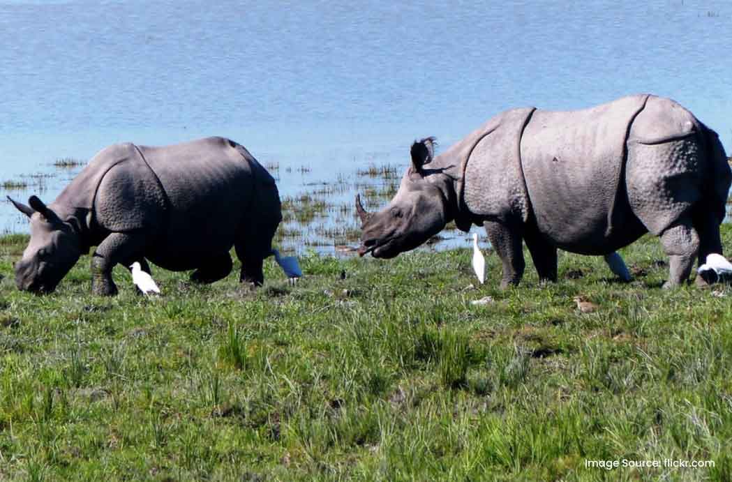 Places to Visit in Assam: Tea Gardens, Wildlife, Islands and Cultural ...